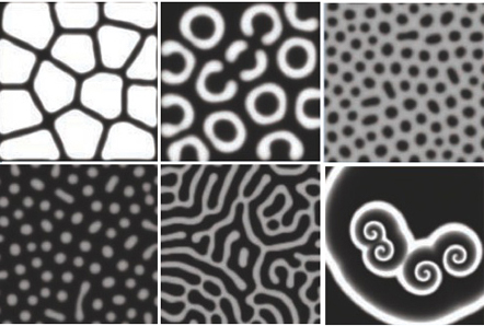 Turing wondered how symmetry breaking can occur in an organism ...